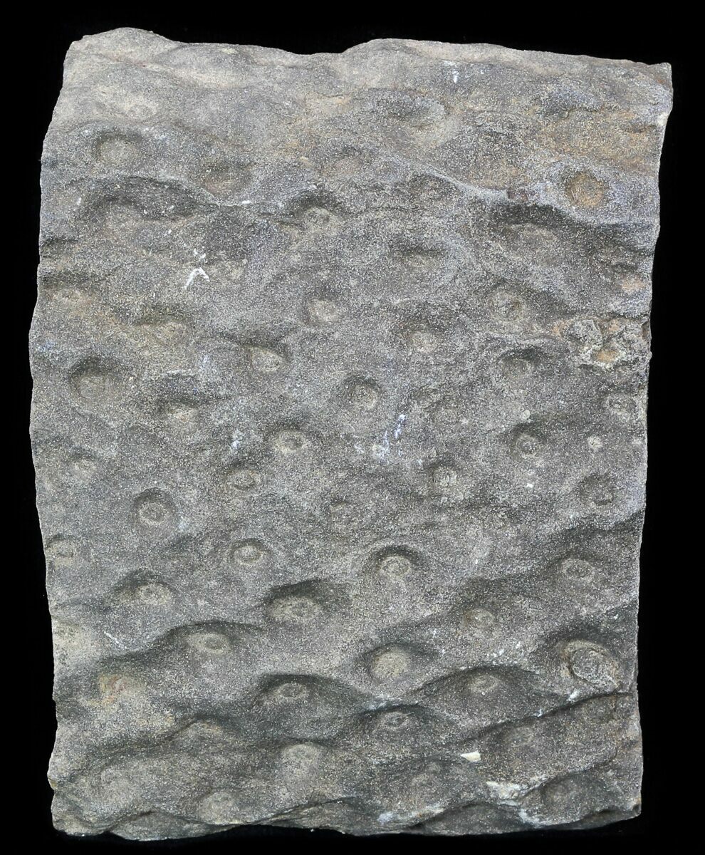 3" Fossil Lycopod Tree Root (Stigmaria) - Oklahoma For Sale (#53335 ...