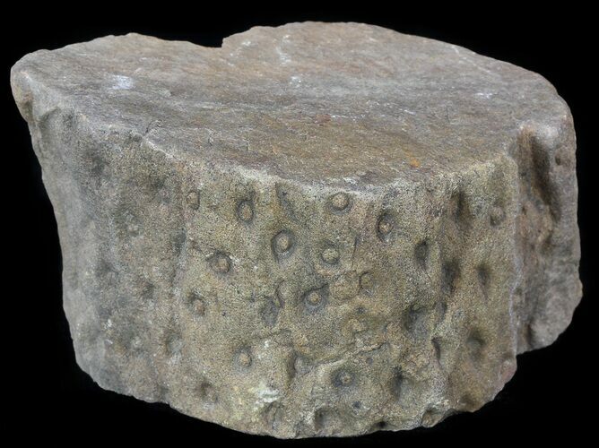 3" Fossil Lycopod Tree Root (Stigmaria) - Oklahoma For Sale (#53336 ...