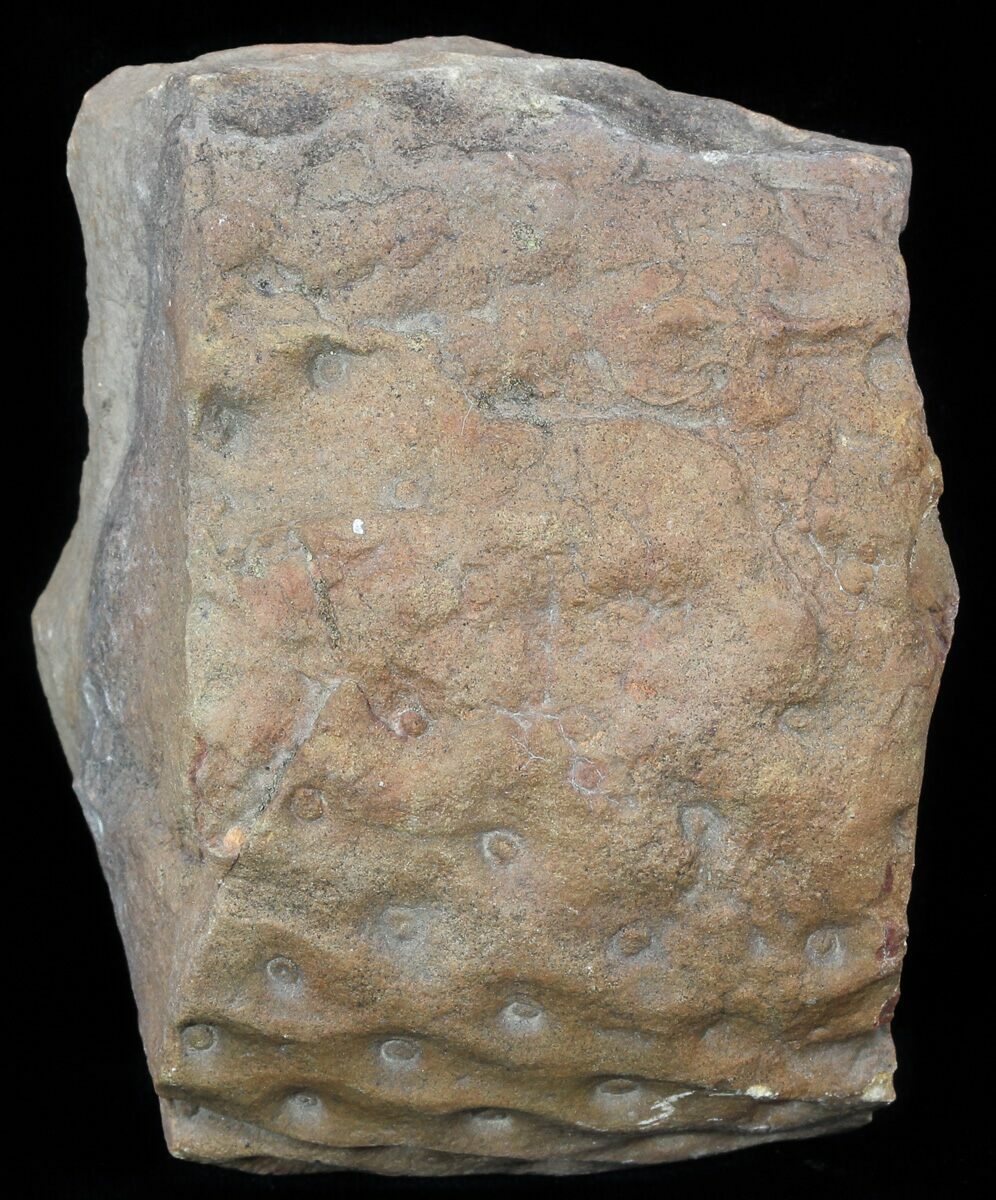 3.4" Fossil Lycopod Tree Root (Stigmaria) - Oklahoma For Sale (#53337 ...