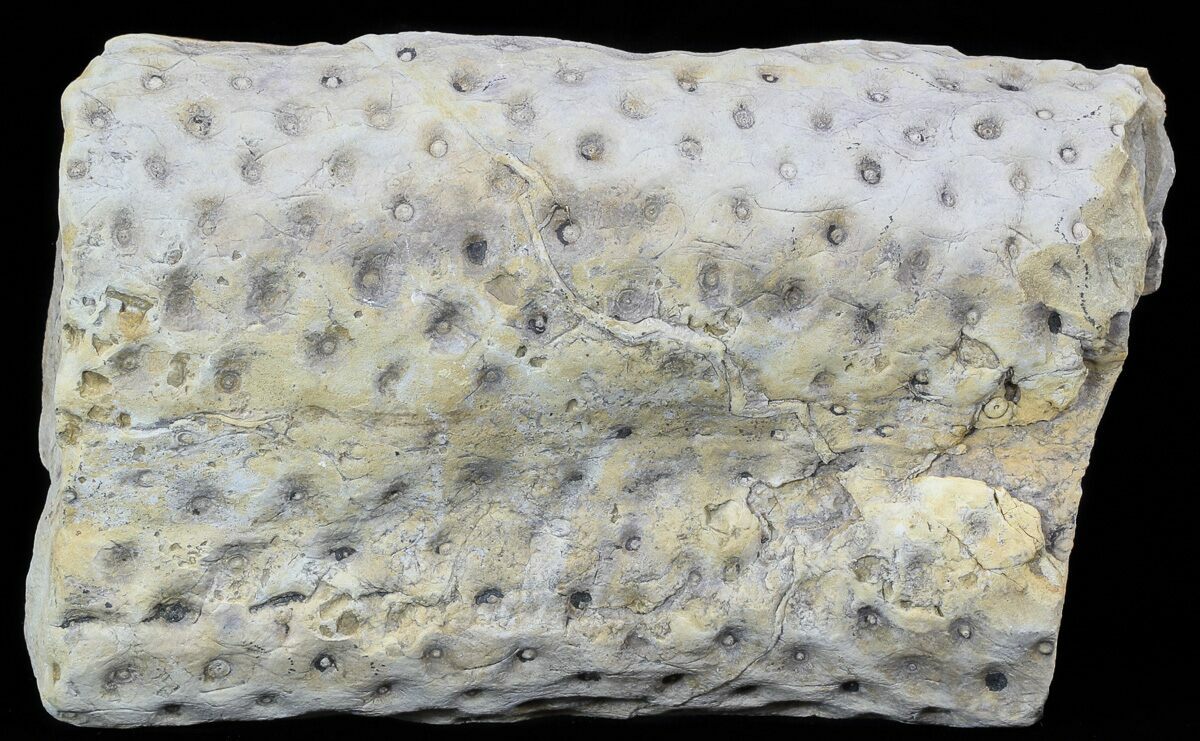 7" Fossil Lycopod Tree Root (Stigmaria) - Oklahoma For Sale (#53339 ...