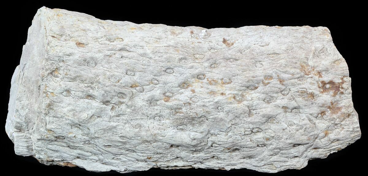 10.7" Fossil Lycopod Tree Root (Stigmaria) - Oklahoma For Sale (#53340 ...