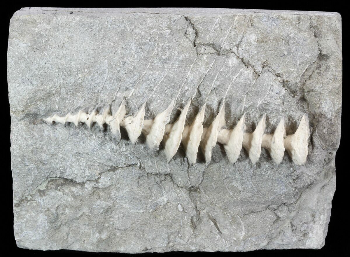 Archimedes Screw Fossil