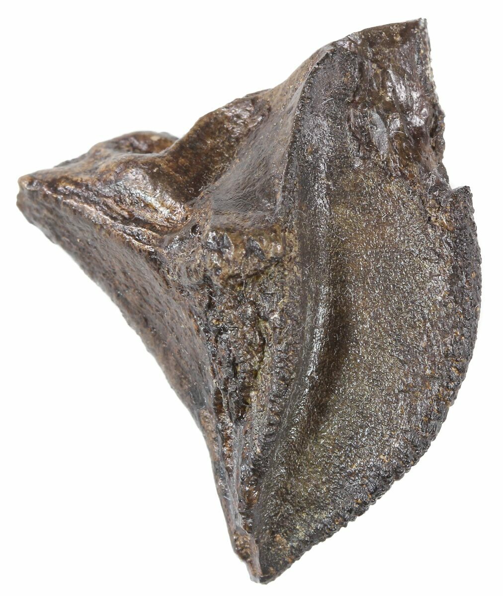 Triceratops Teeth For Sale - FossilEra.com