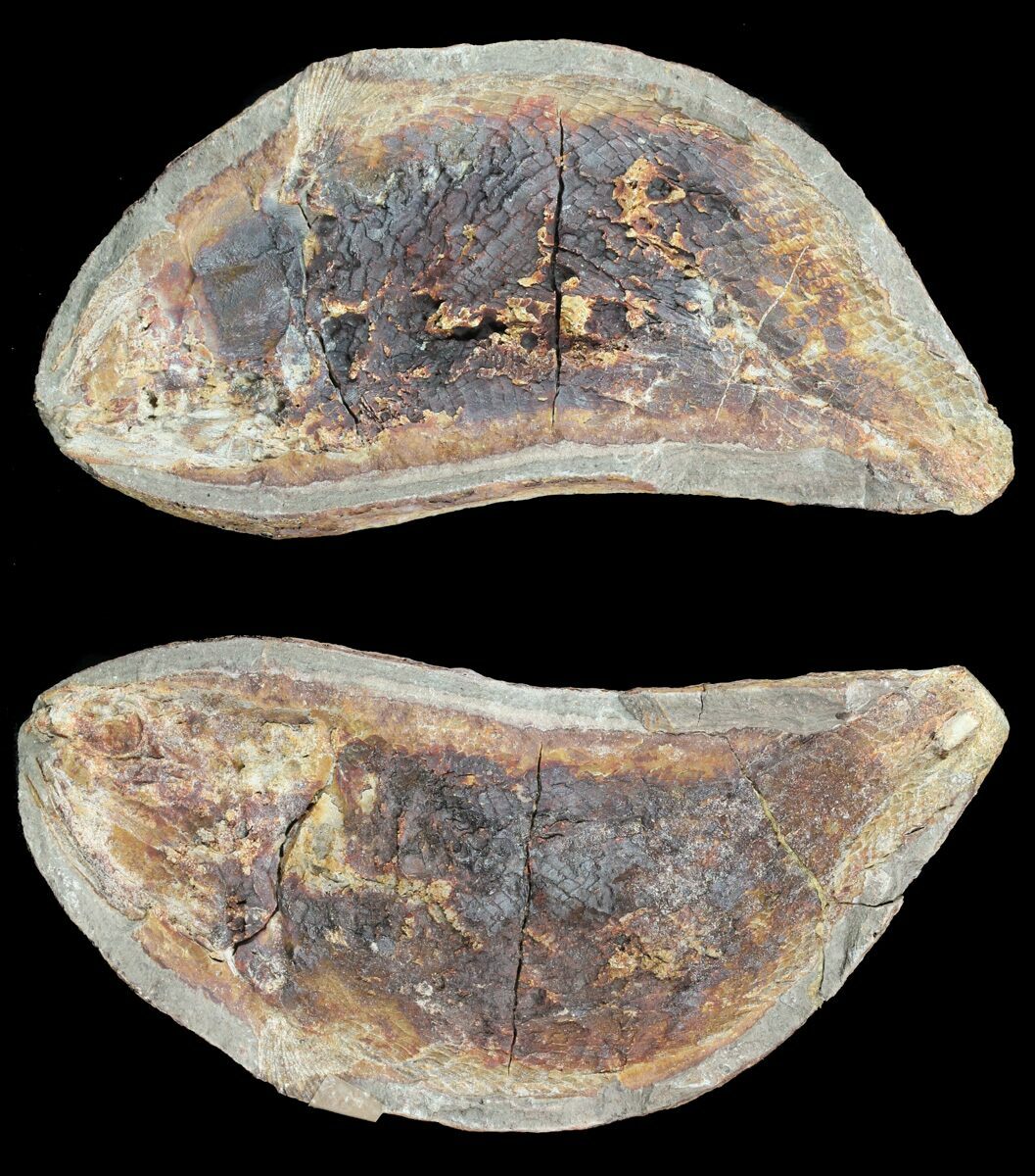 4.8" Triassic Fossil Fish (Boreosomus) In Nodule - Madagascar For Sale ...