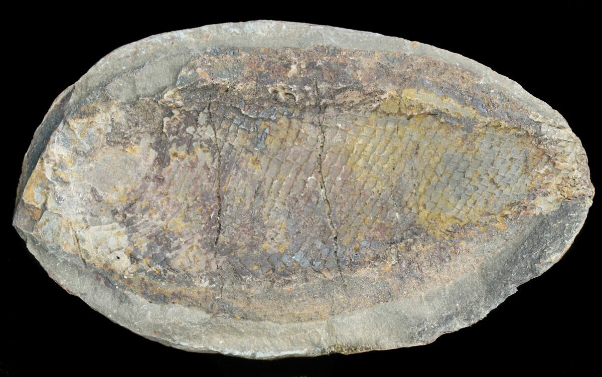 3.6" Triassic Fossil Fish In Nodule - Madagascar For Sale (#53661 ...