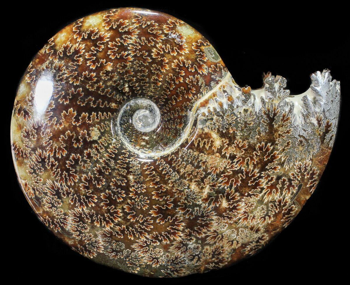 8.25" Polished, Agatized Ammonite (Cleoniceras) - Madagascar For Sale ...