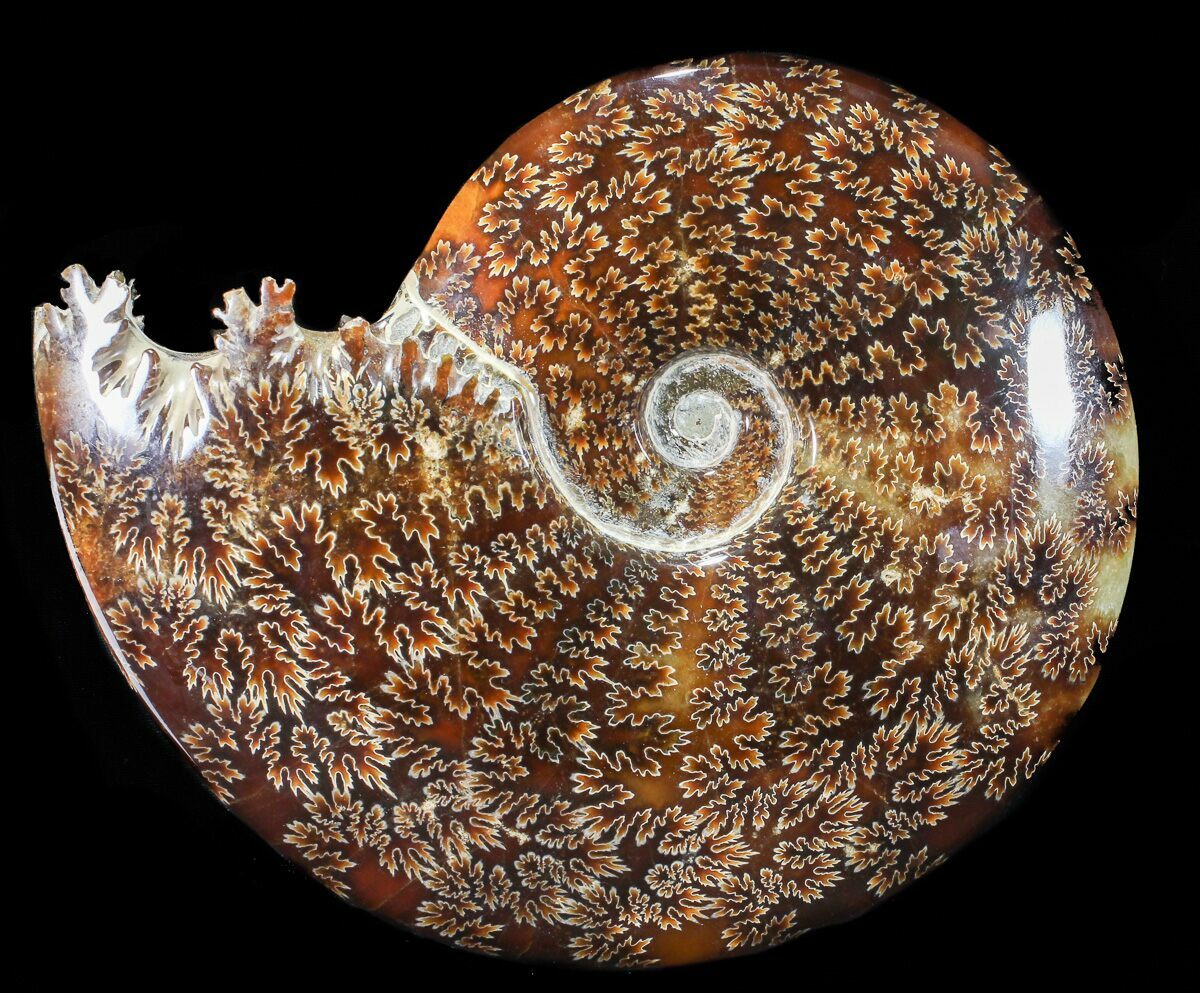 8.25" Polished, Agatized Ammonite (Cleoniceras) - Madagascar For Sale ...