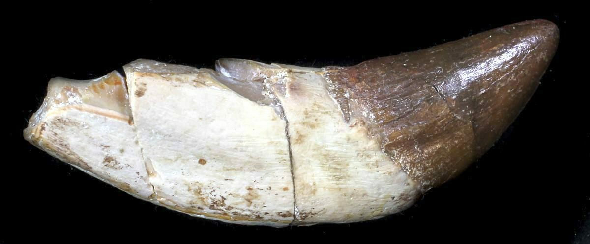 2.1" Eocene Archaeocete (Basilosaur) Tooth - Primitive Whale For Sale ...