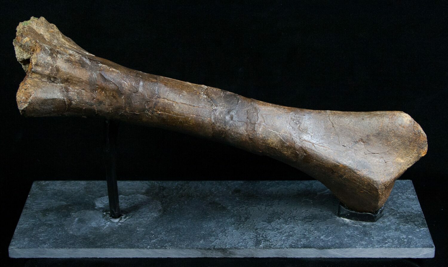 Thescelosaurus Tibia - Hell Creek Formation For Sale (#4970 ...