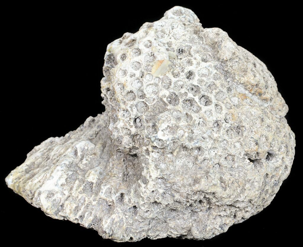 3.8" Beautiful, Agatized Fossil Coral Geode - Florida For Sale (#56088 ...