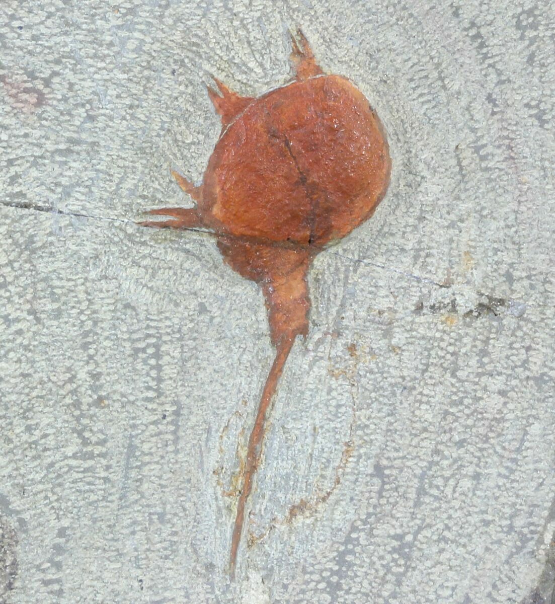 Excellent, 1.85" Carpoid - Fezouata Formation, Morocco For Sale (#56361 ...