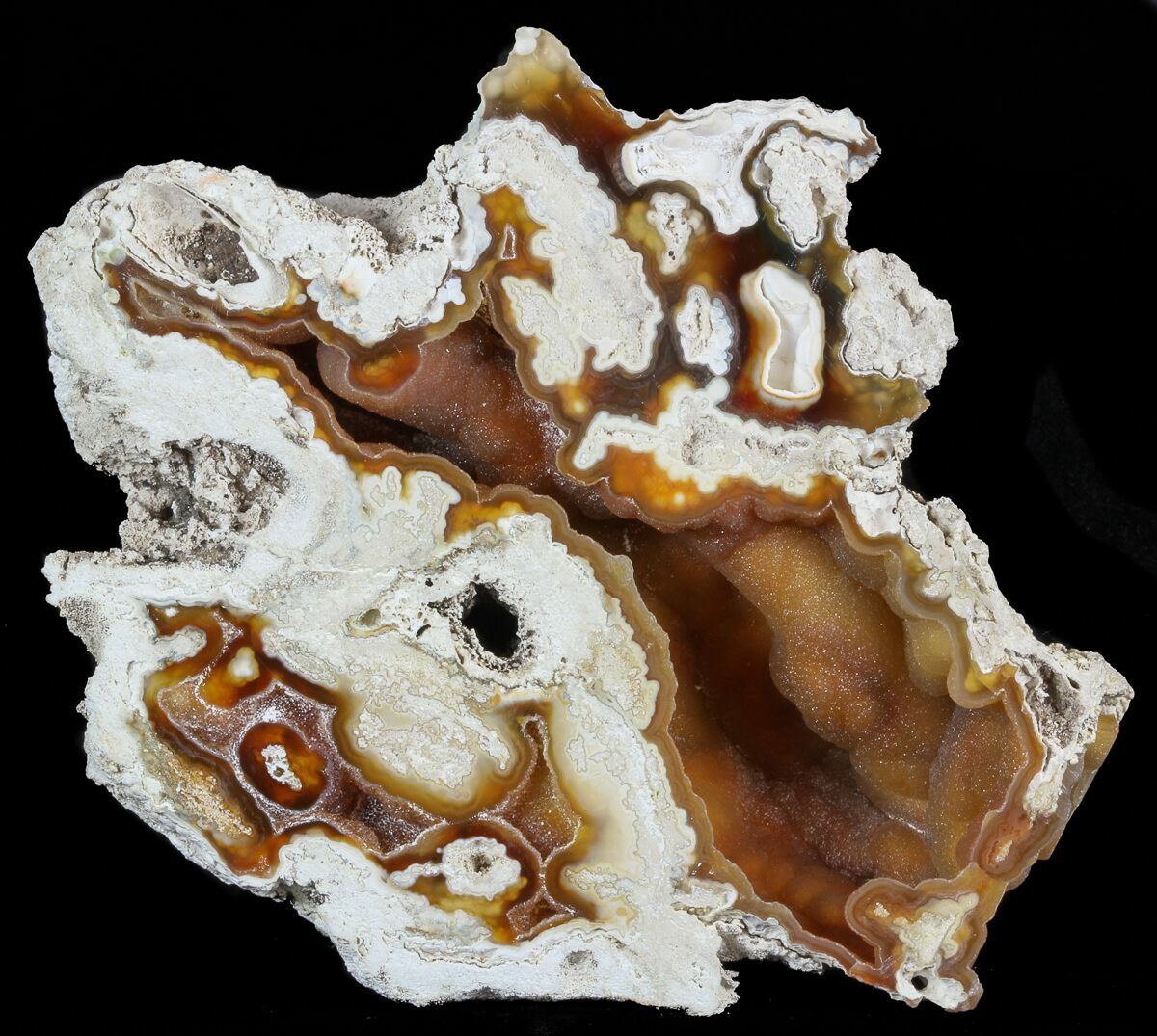 4.1" Agatized Fossil Coral Geode With Druzy Crystals - Florida For Sale ...