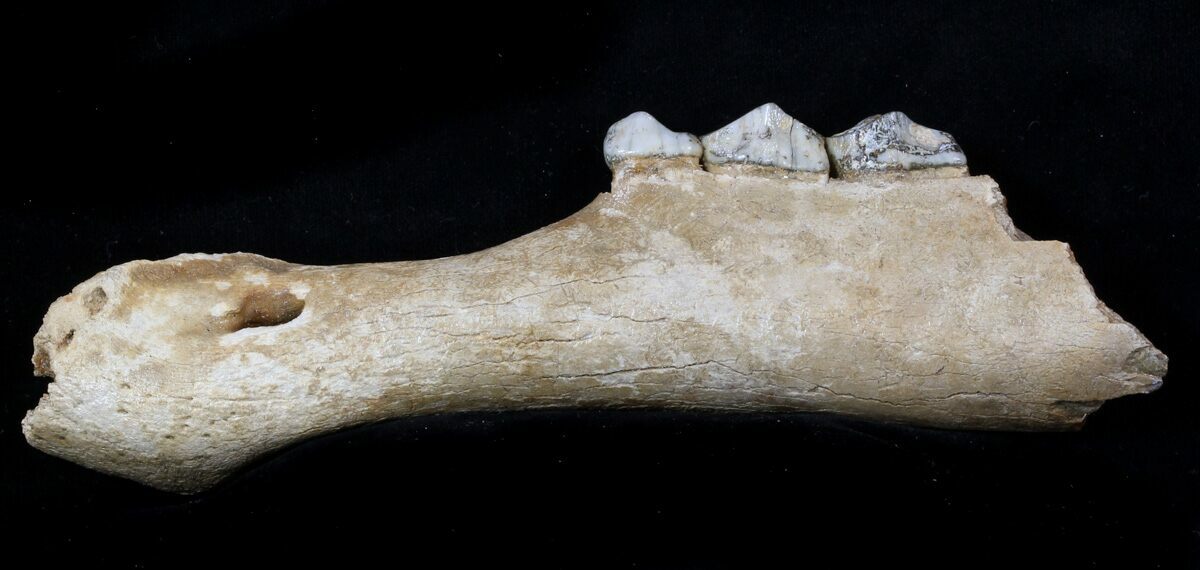 7.9" Irish Elk Jaw - Pleistocene, North Sea For Sale (#57817 ...