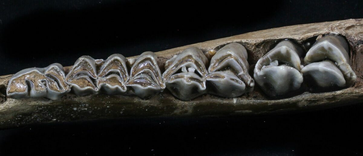 9.3" Irish Elk Jaw - Pleistocene, North Sea For Sale (#57816 ...