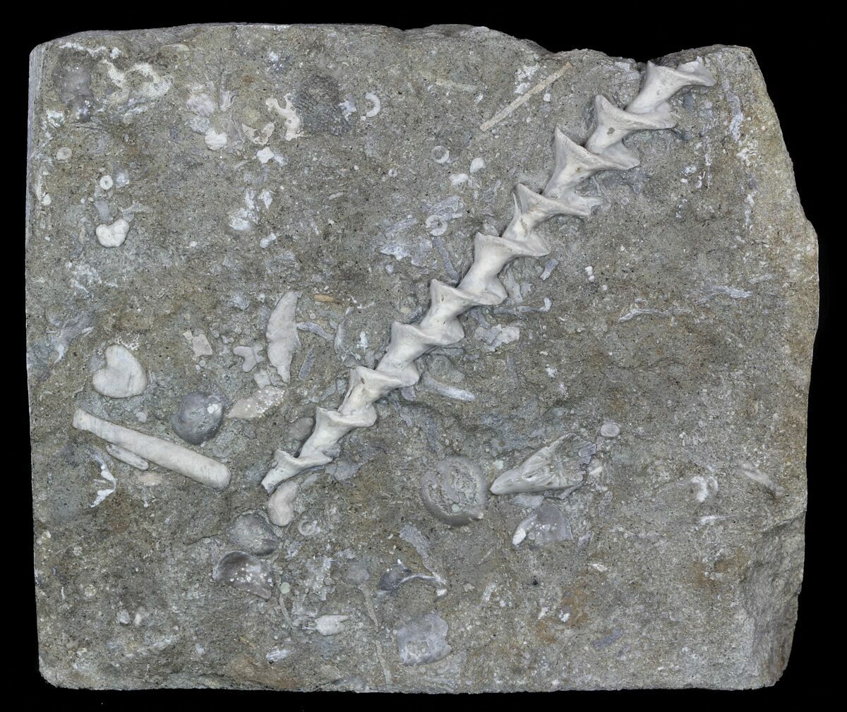 Archimedes fossil - puzzlelopi