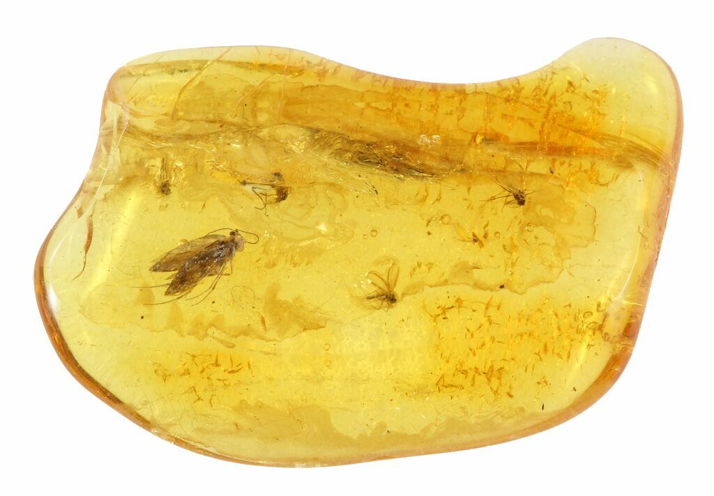 Fossil Flies (Diptera) & Butterfly (Lepidoptera) In Baltic Amber For ...