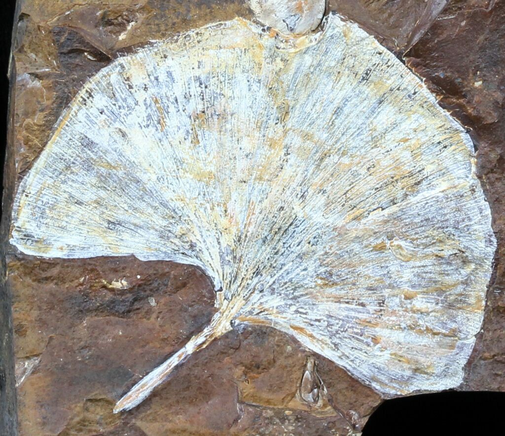 2.6" Fossil Ginkgo Leaf From North Dakota - Paleocene For Sale (#58981 ...