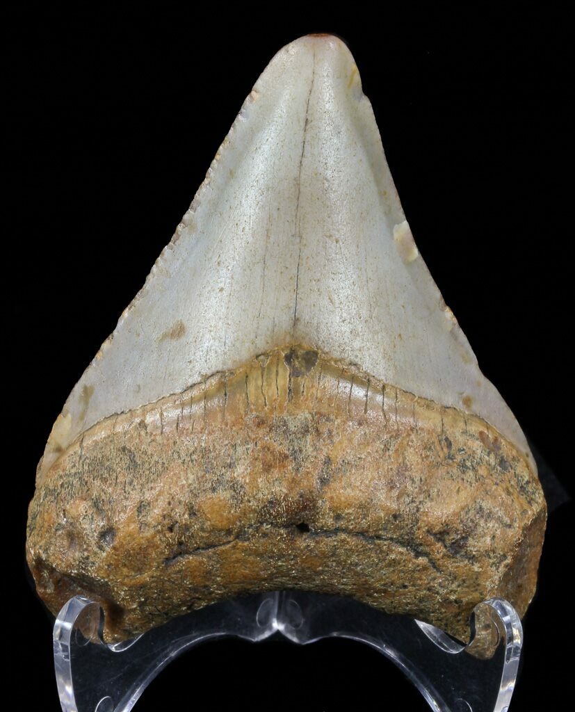 2.71" Juvenile Megalodon Tooth - North Carolina For Sale (#59159 ...