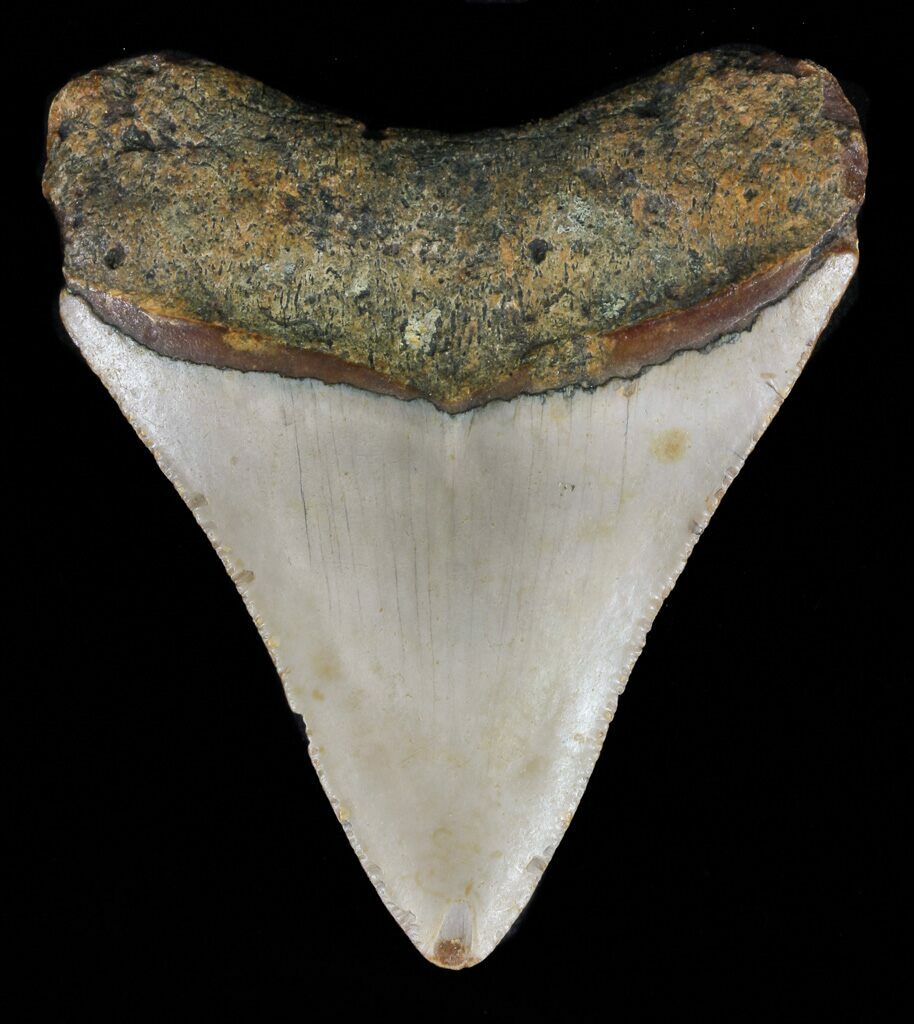 2.88" Juvenile Megalodon Tooth - North Carolina For Sale (#59162 ...