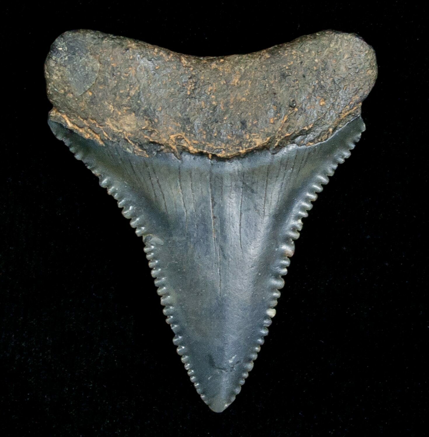 Fossil Great White Shark Tooth 1 33 Inches For Sale 5147 Fossil Great White Shark Tooth 1 33 Inches For Sale 5147