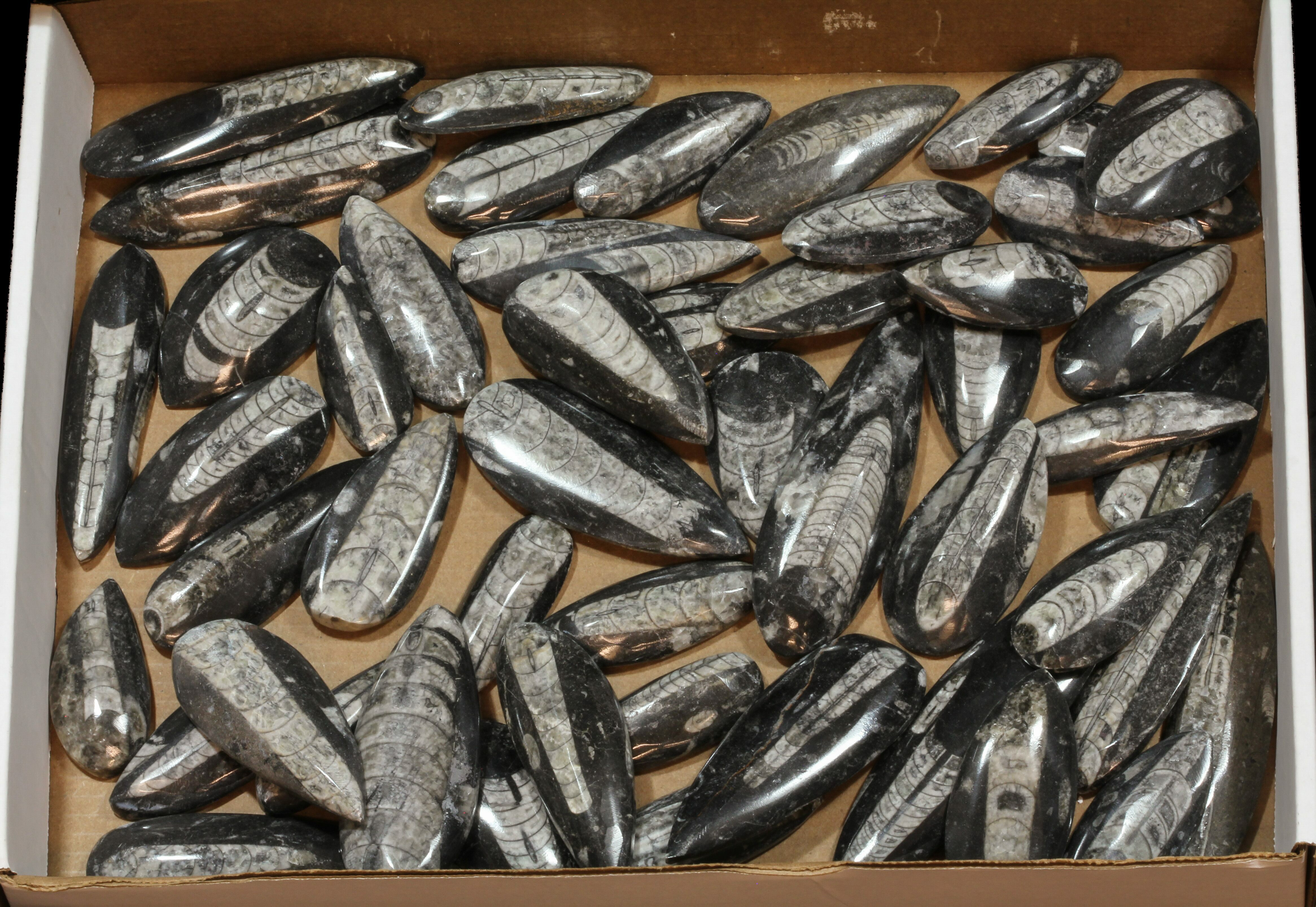 Polished Orthoceras Fossils Wholesale Lot - 50 Pieces For Sale (#59971 ...