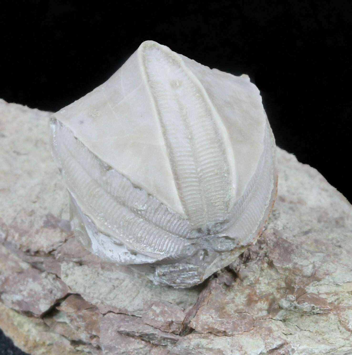 Blastoid Fossils For Sale - FossilEra.com