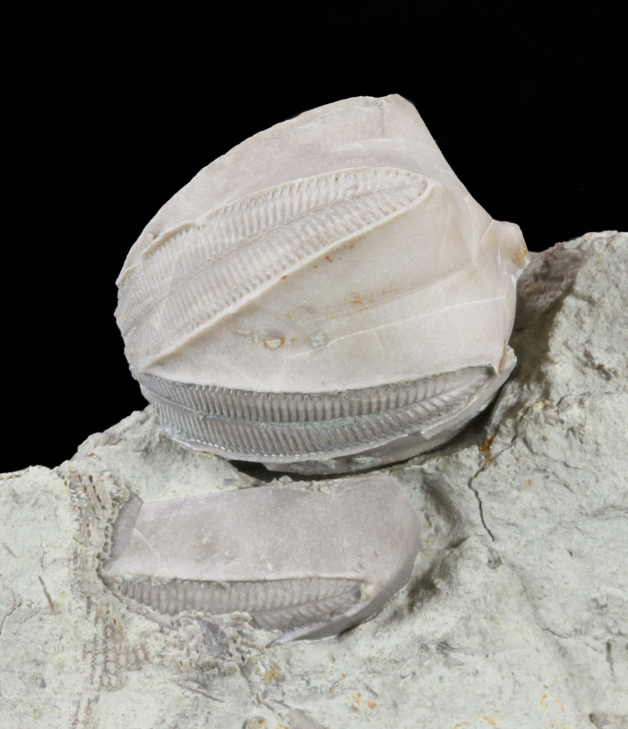 Blastoid Fossils For Sale - FossilEra.com