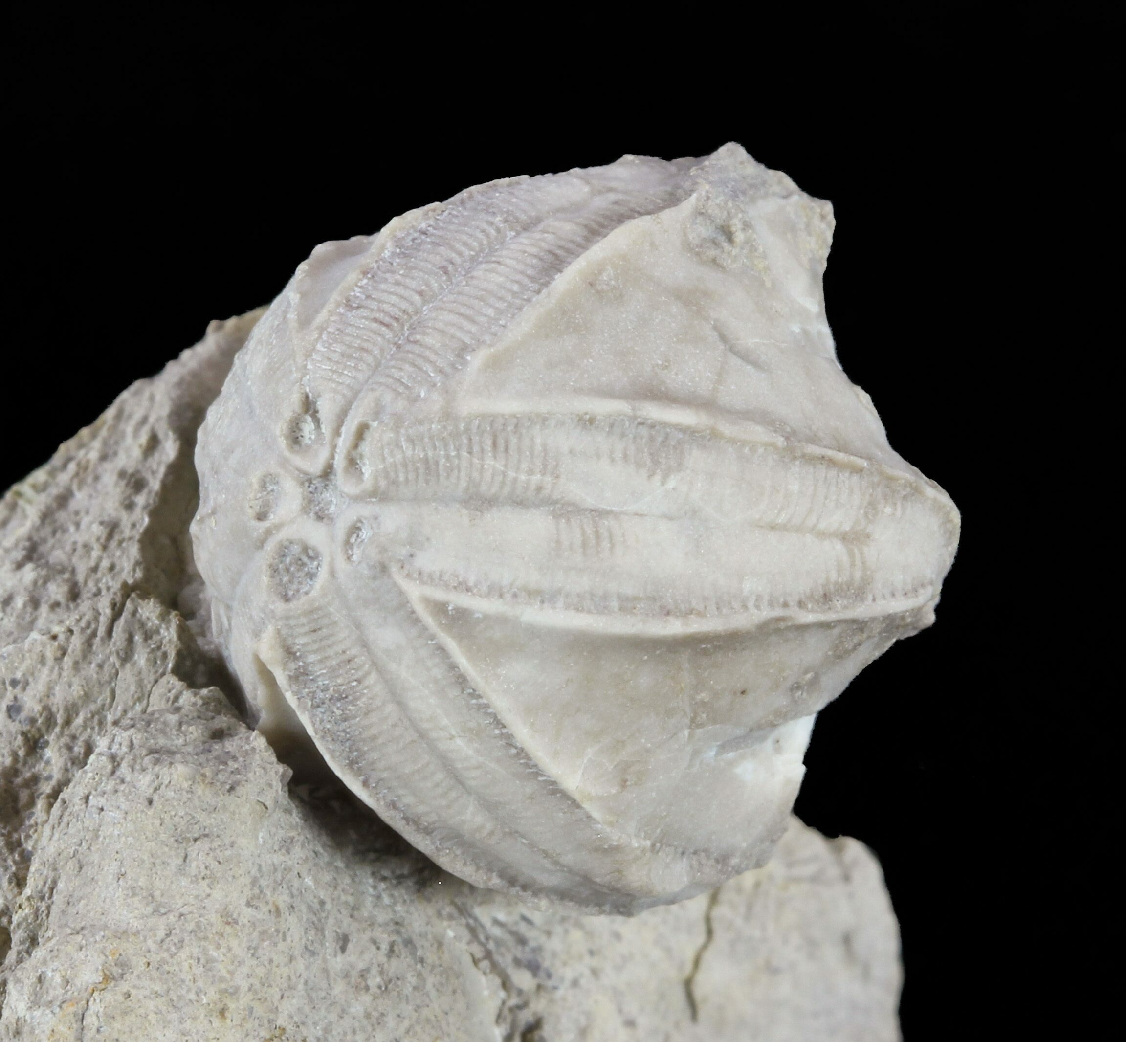 Echinoderm Fossils For Sale
