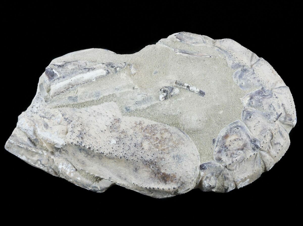 Fossil Lobster (Meyeria) - Cretaceous, Isle of Wight For Sale (#60310 ...