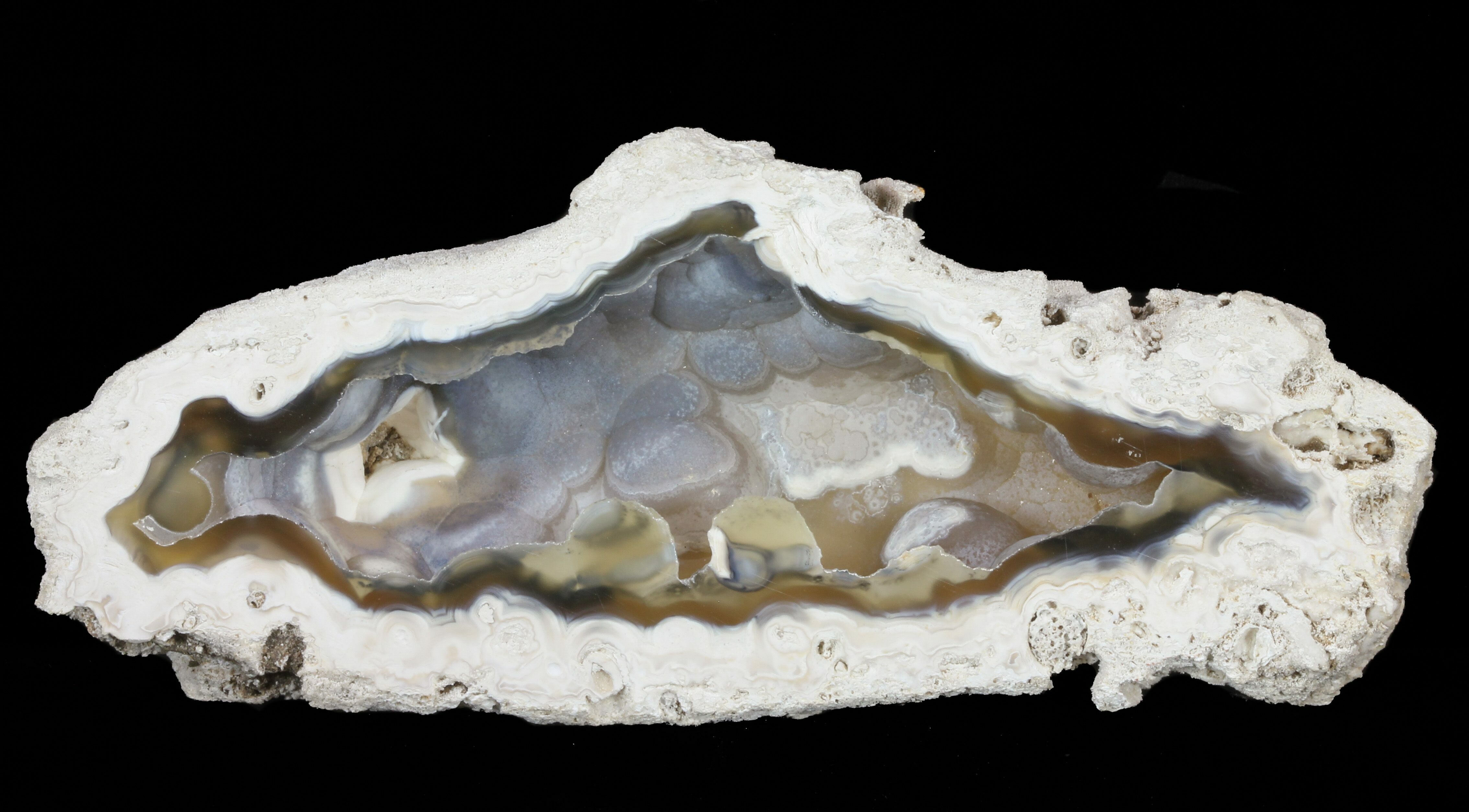 5.5" Unique, Agatized Fossil Coral Geode - Florida For Sale (#60256 ...