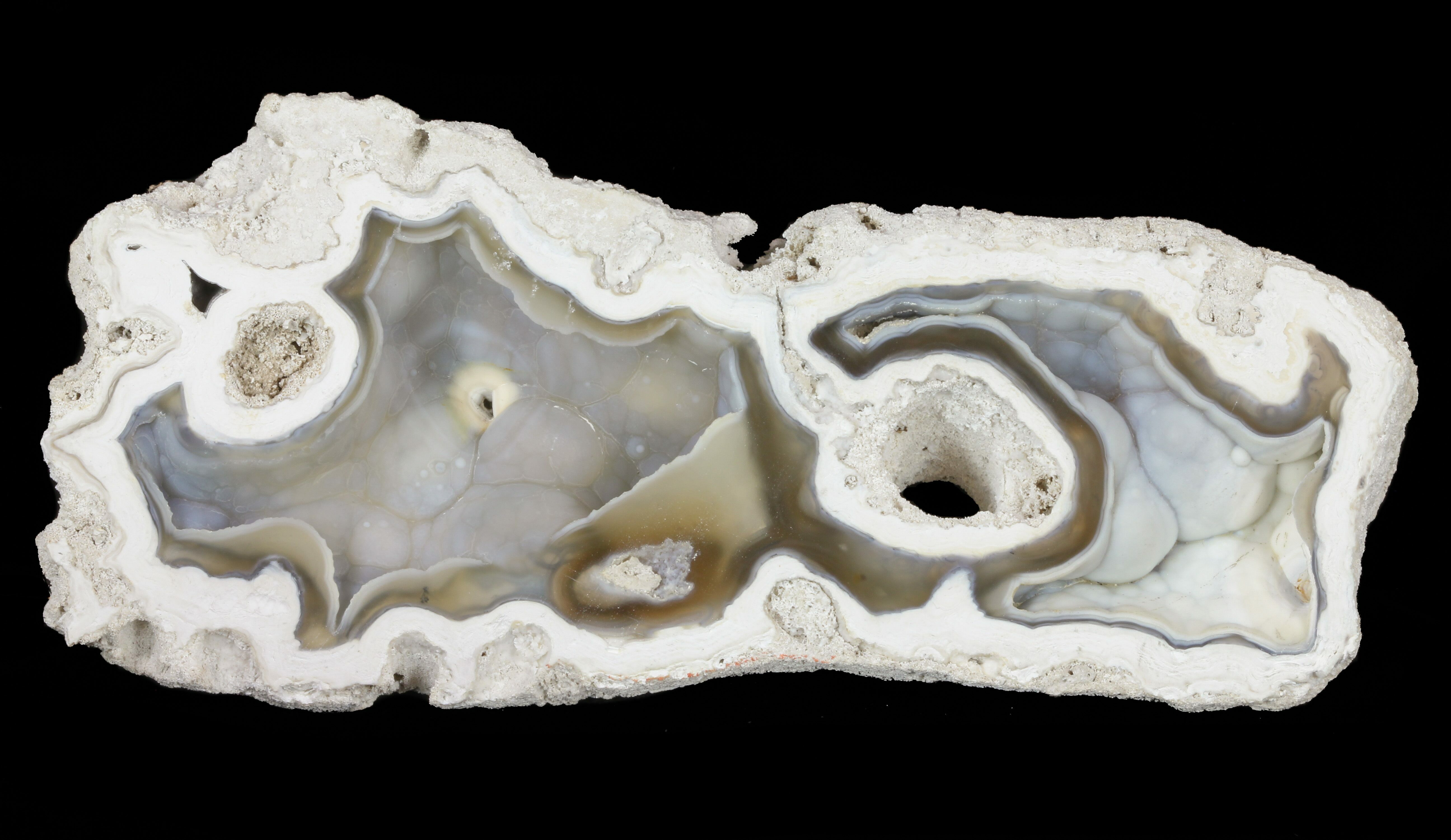 5.8" Unique, Agatized Fossil Coral Geode - Florida For Sale (#60257 ...