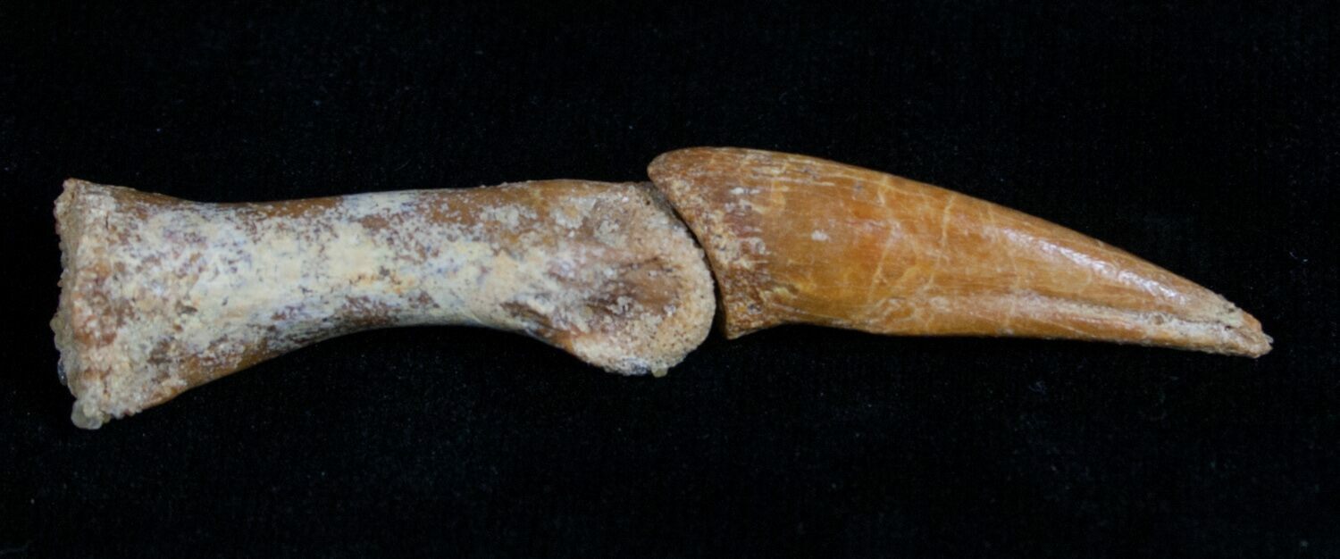 Raptor Claw and Toe Bone - Great Preservation For Sale (#5172 ...