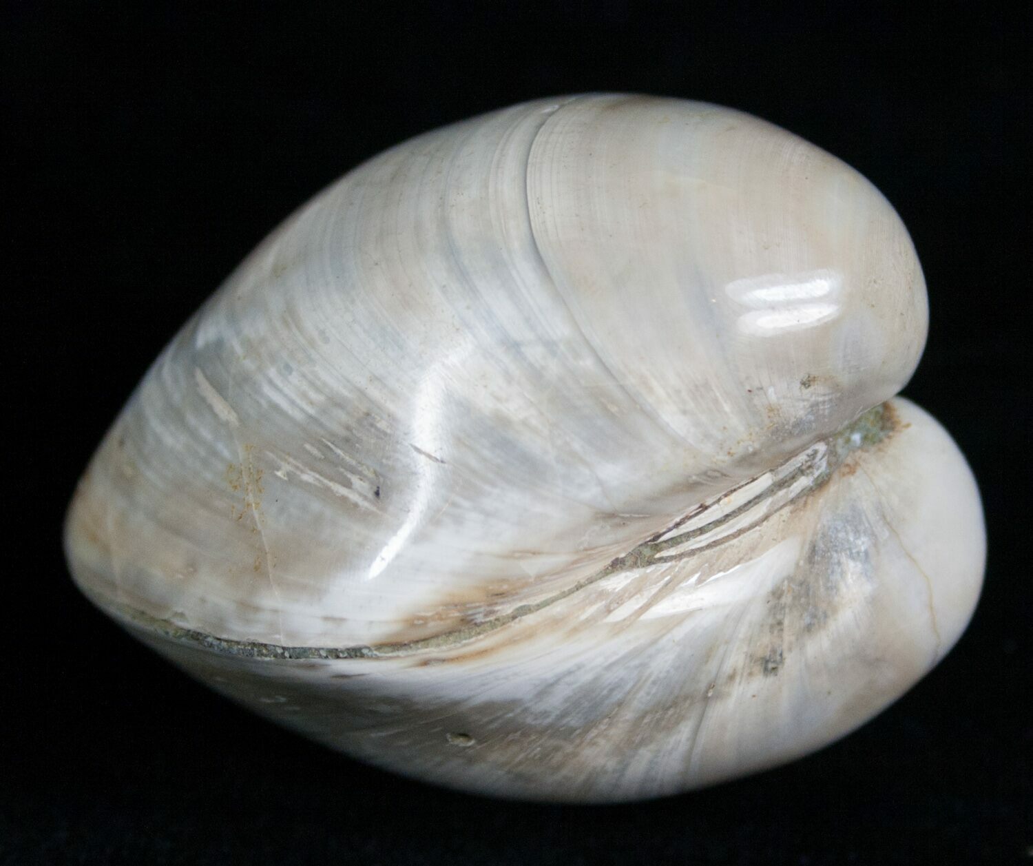 Polished Fossil Clam - Large Size For Sale (#5204) - FossilEra.com
