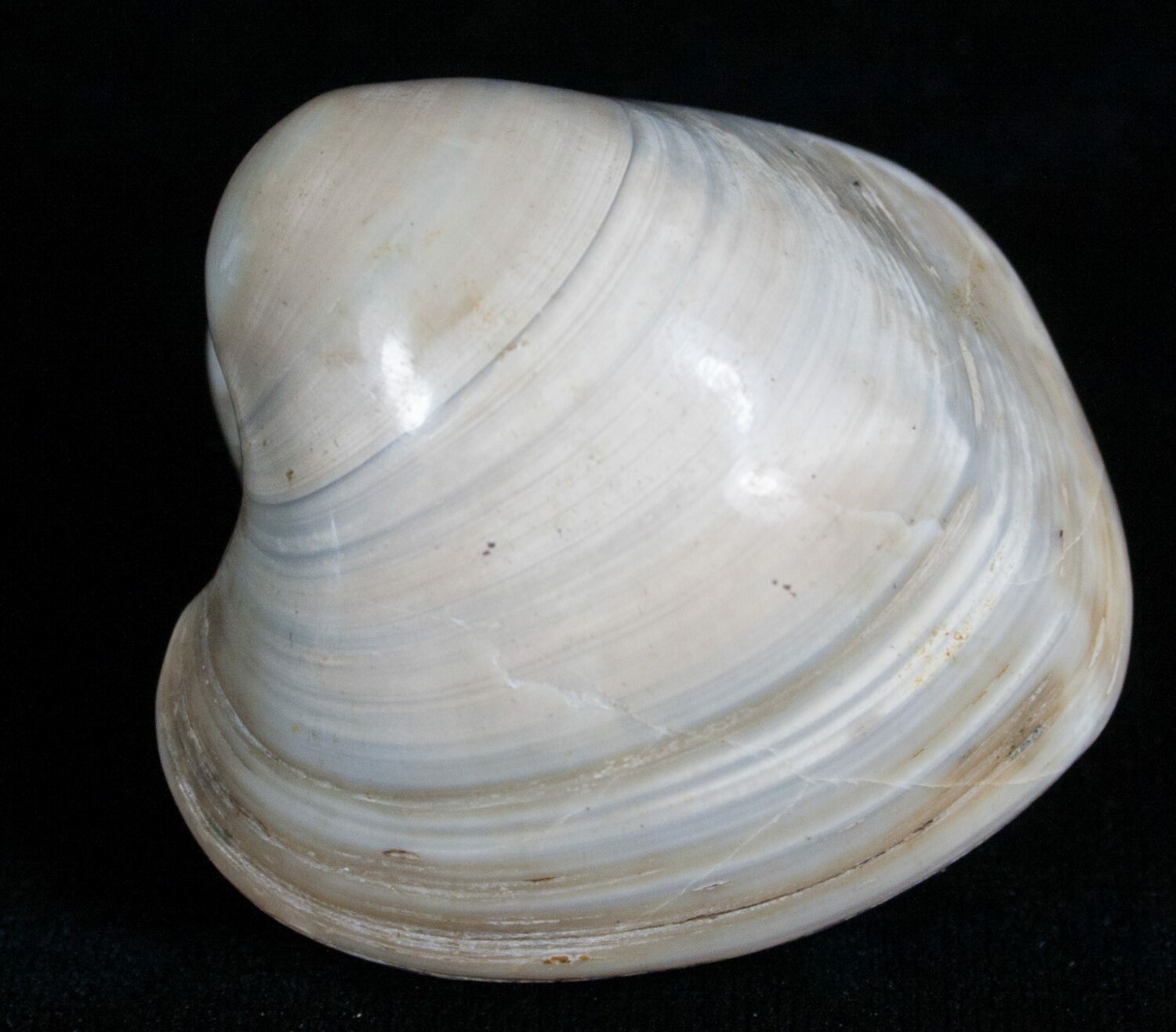 Polished Fossil Clam - Large Size For Sale (#5204) - FossilEra.com