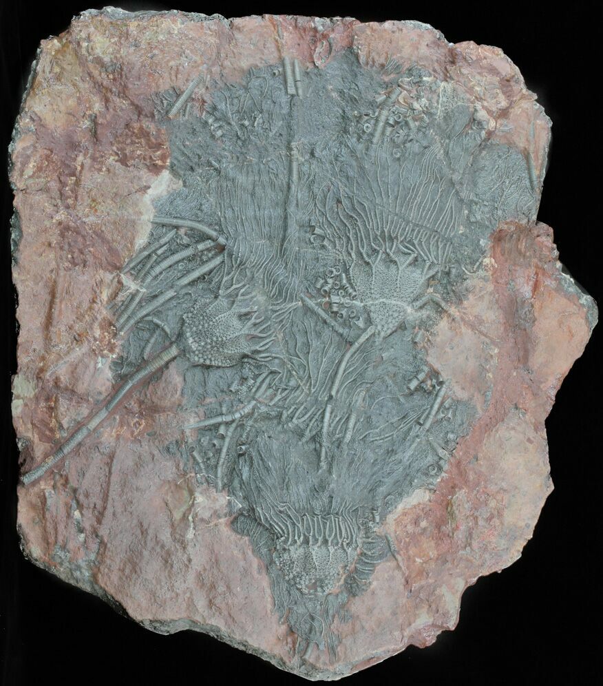 Echinoderm Fossils For Sale - FossilEra.com