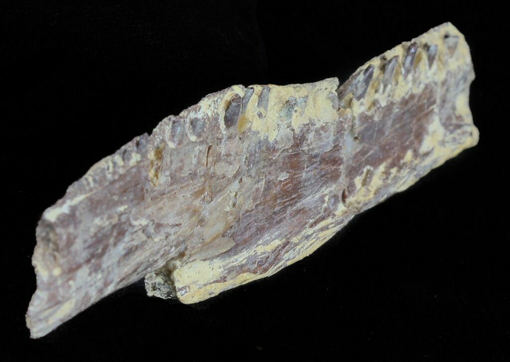 5" Cimolichthys (Cretaceous Fish) Vertebra - Kansas For Sale (#61440 ...