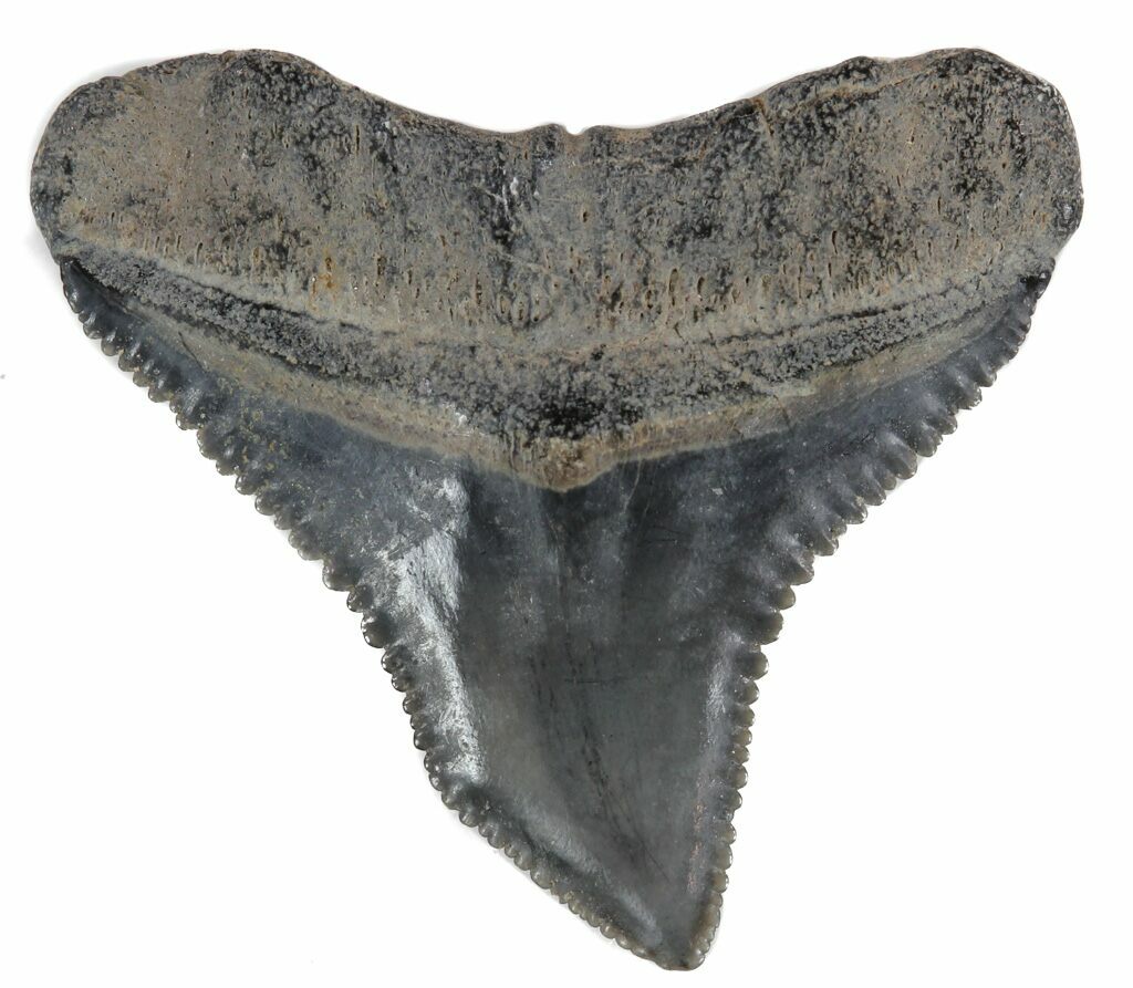 .83" Fossil Bull Shark Tooth - Florida For Sale (#61628) - FossilEra.com