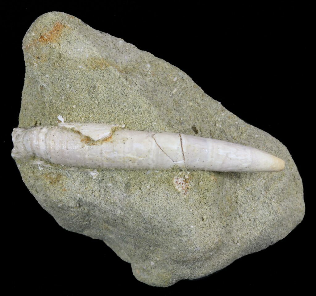 1.8" Fossil Whale Tooth - Bakersfield, CA For Sale (#62164) - FossilEra.com