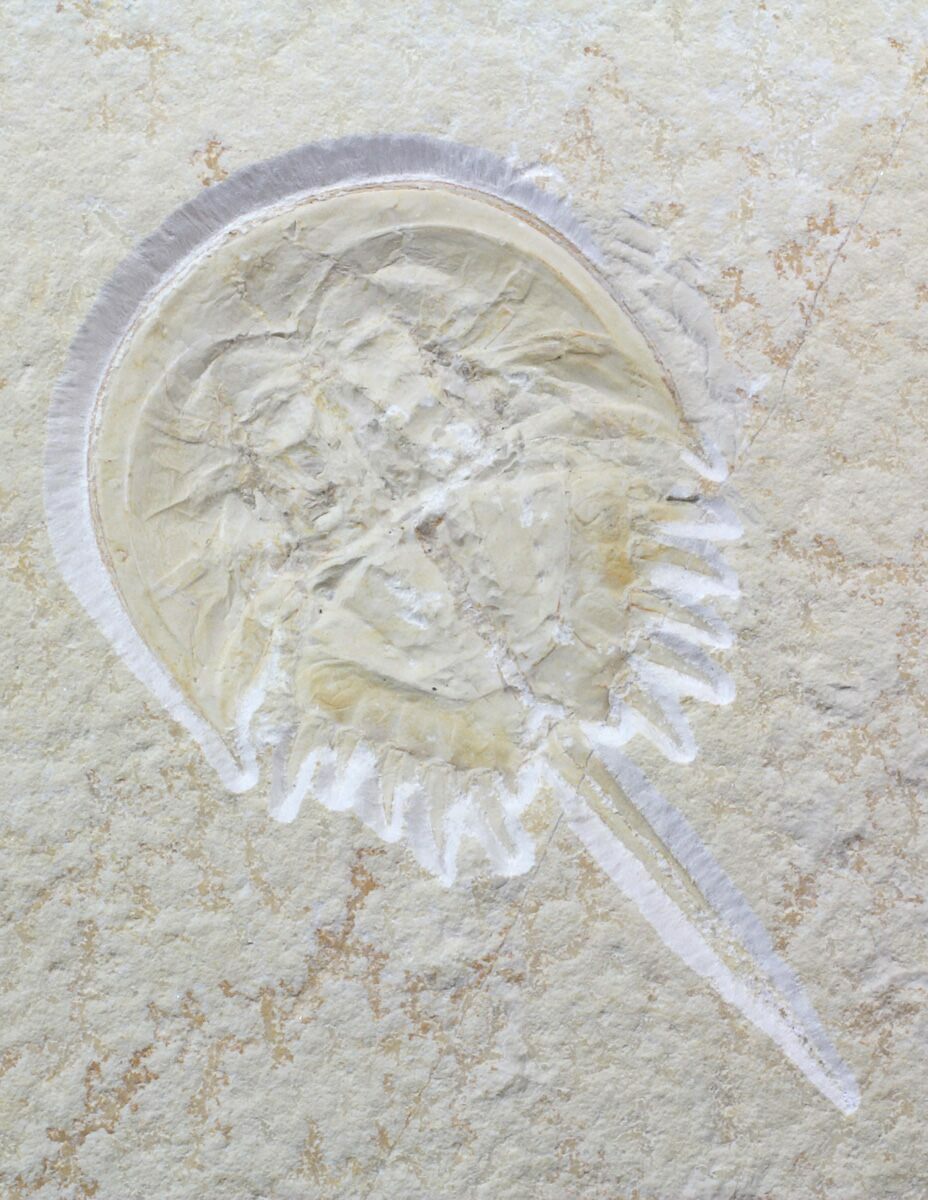 4.3" Horseshoe Crab (Mesolimulus) Fossil - Solnhofen Limestone For Sale ...
