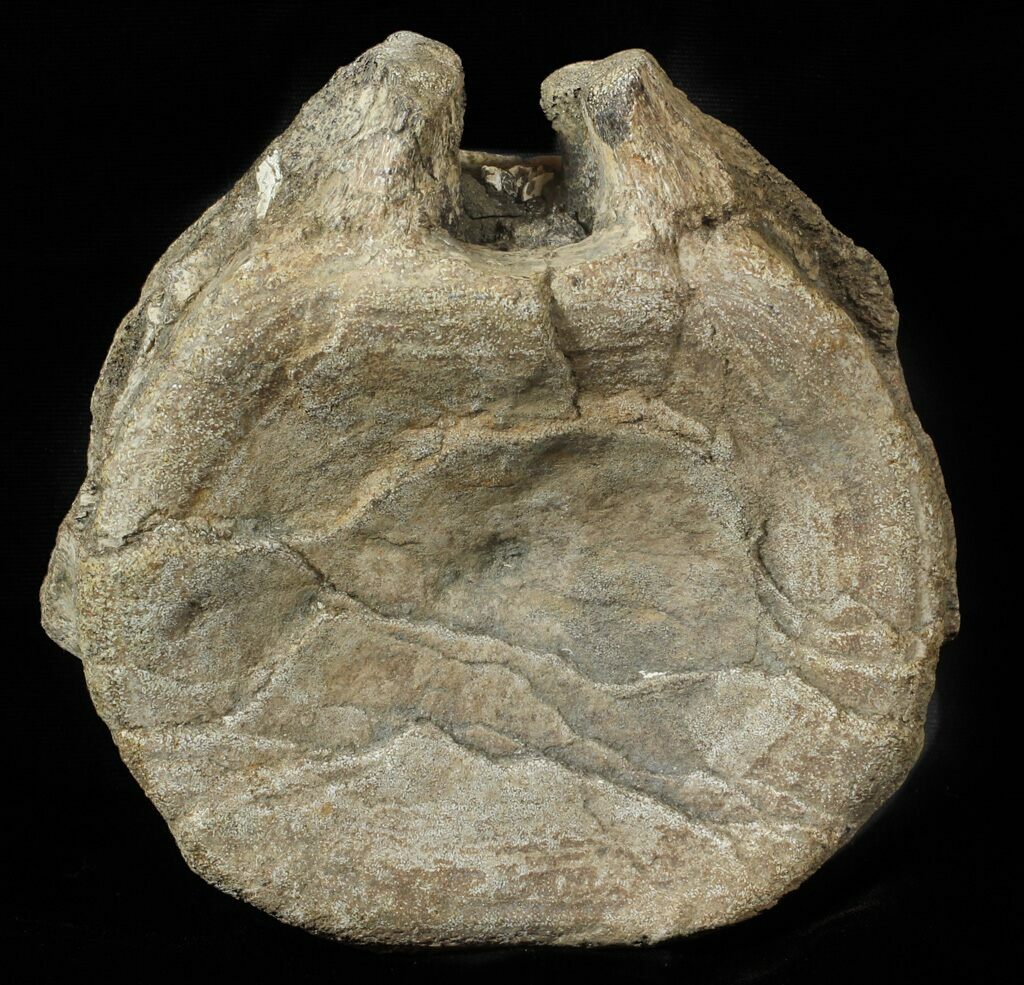 4.3" Plesiosaur (Colymbosaurus) Vertebrae - England For Sale (#62702 ...