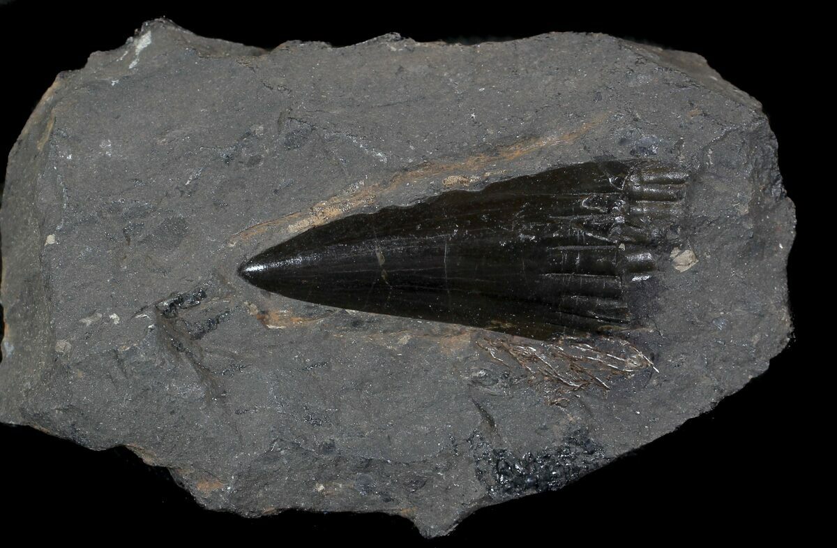 Rare, 1.1" Carboniferous Fish (Rhizodus) Tooth - Scotland For Sale ...