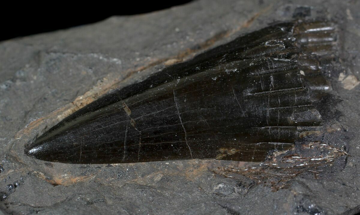 Rare, 1.1" Carboniferous Fish (Rhizodus) Tooth - Scotland For Sale ...