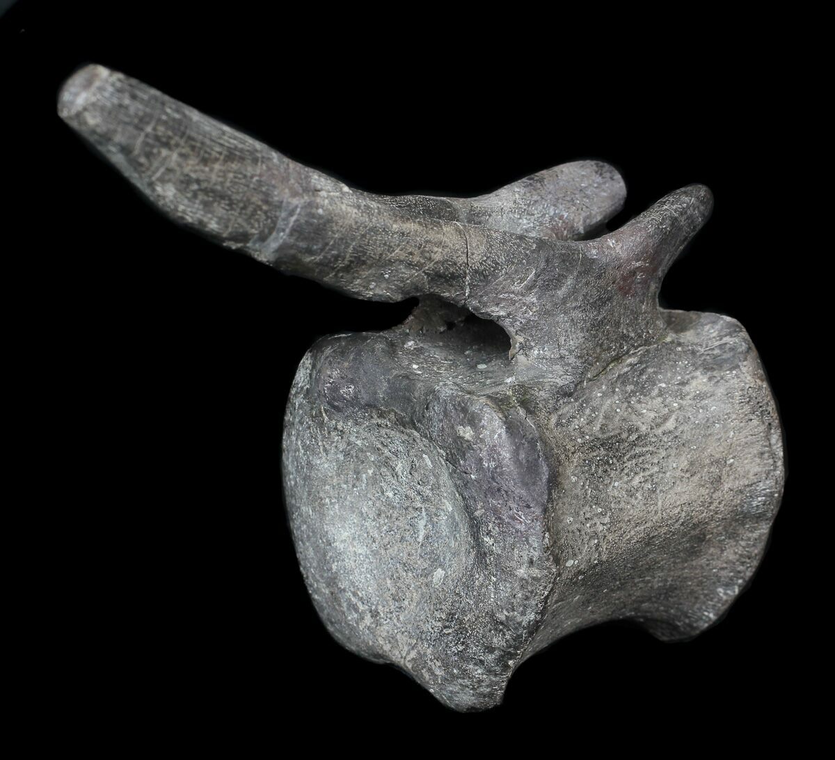 3.9" Hadrosaur Caudal Vertebrae With Process For Sale (#62894 ...
