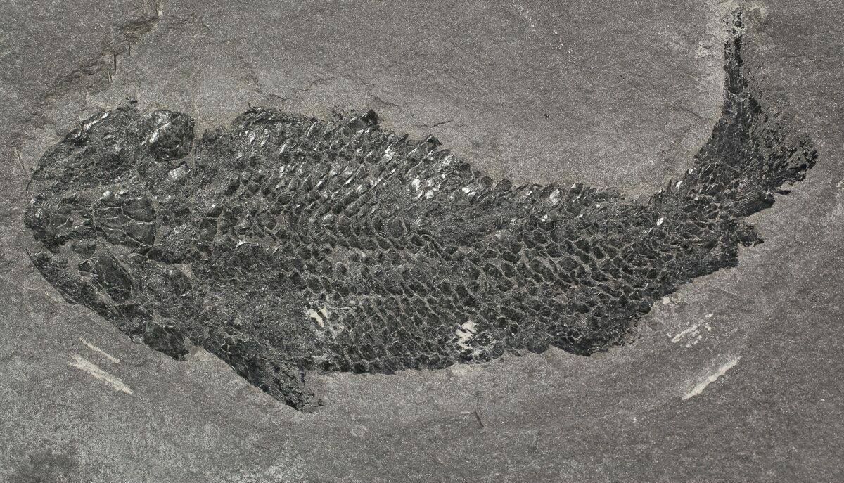 4" Devonian Lobed-Fin Fish (Osteolepis) - Scotland For Sale (#62910 ...