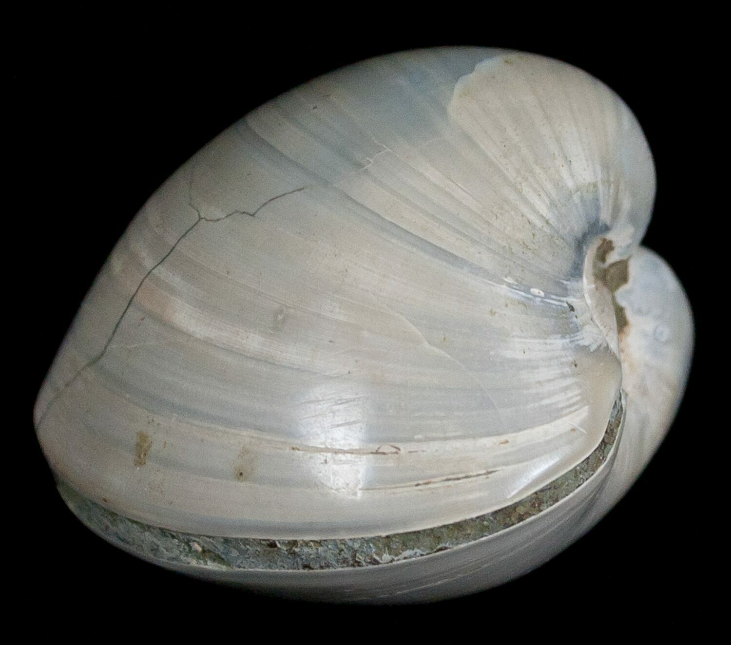 Polished Fossil Clam - Medium Size For Sale (#5270) - FossilEra.com