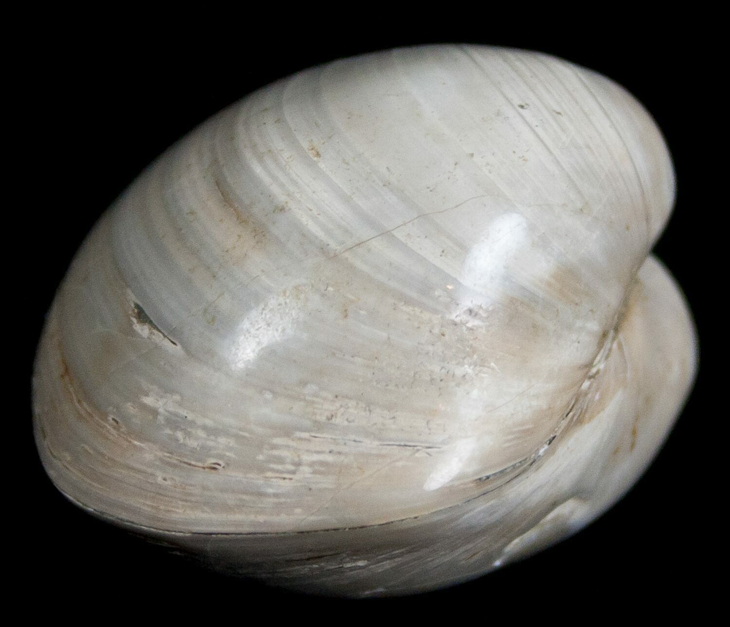 Polished Fossil Clam - Small Size For Sale (#5280) - FossilEra.com