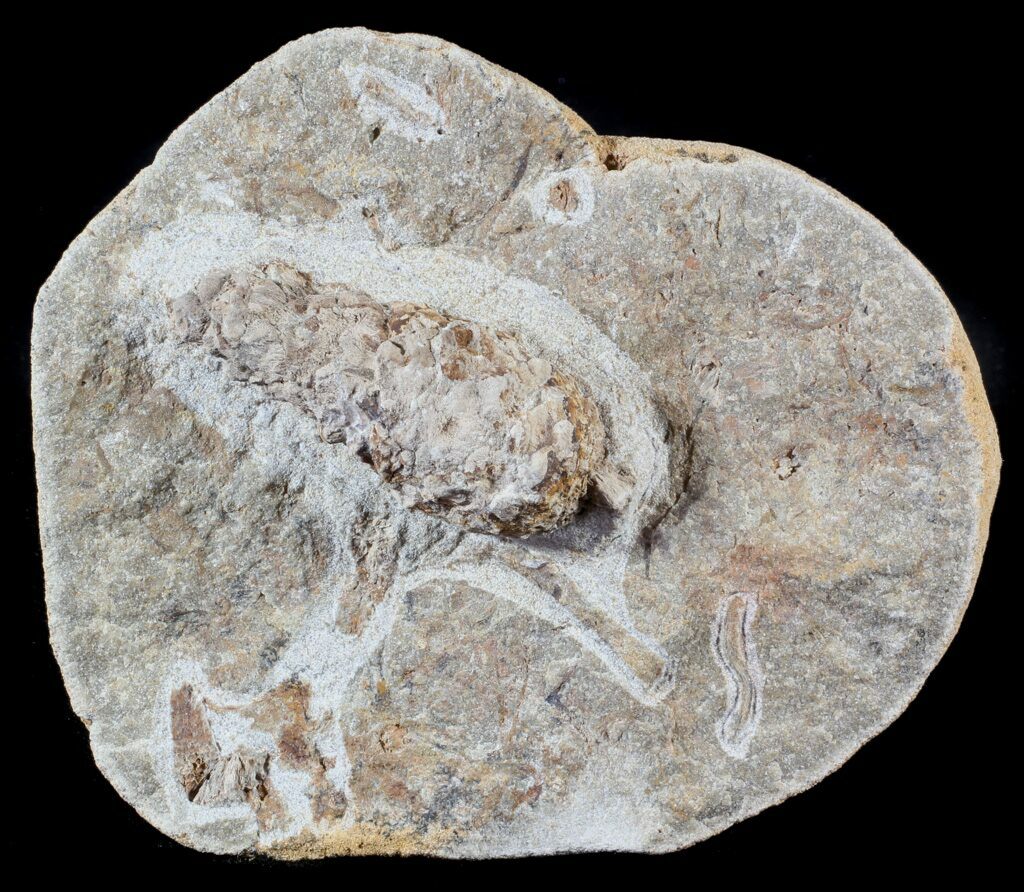 Plant Fossils For Sale - FossilEra.com