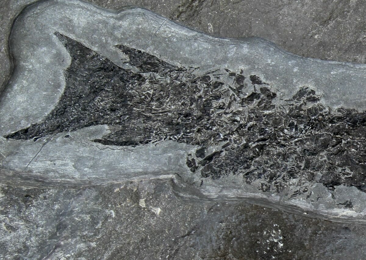 9.6" Devonian Tristichopterus - Fish & Tetrapods Transitional Fossil ...