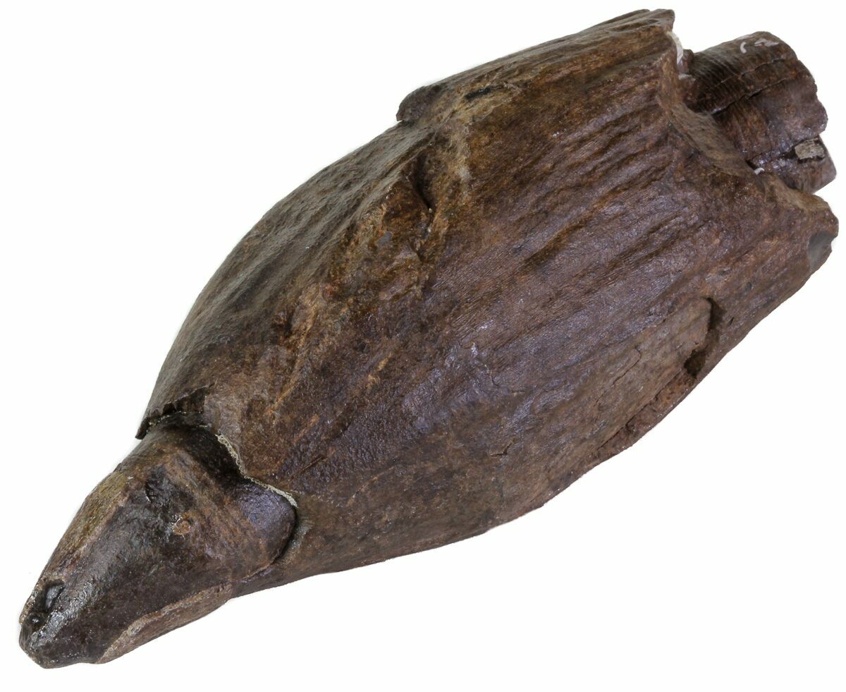 4.4" Fossil Sperm Whale Tooth - South Carolina For Sale (#63555 ...