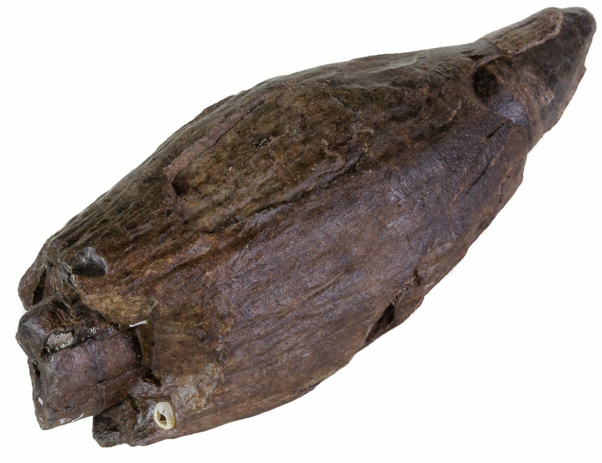 4.4" Fossil Sperm Whale Tooth - South Carolina For Sale (#63555 ...